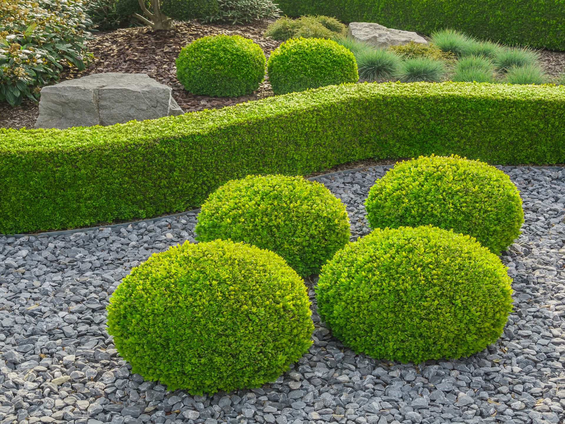 Problemas Del Boj De Invierno Buxus Microphylla 'Peergold' ~ Boj