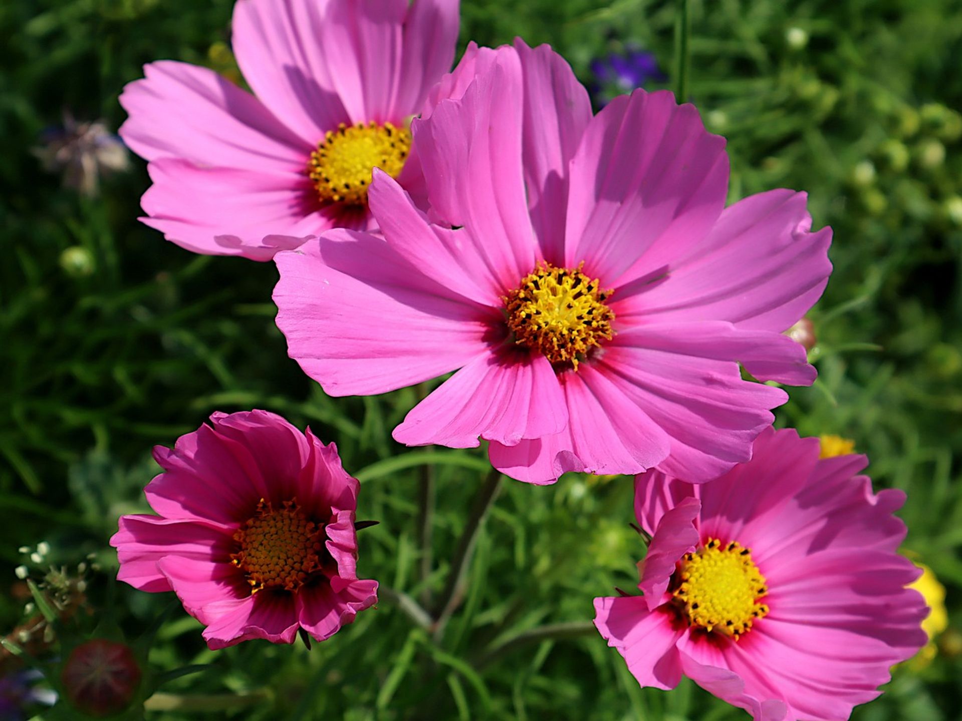 Flores Cosmos Rosas