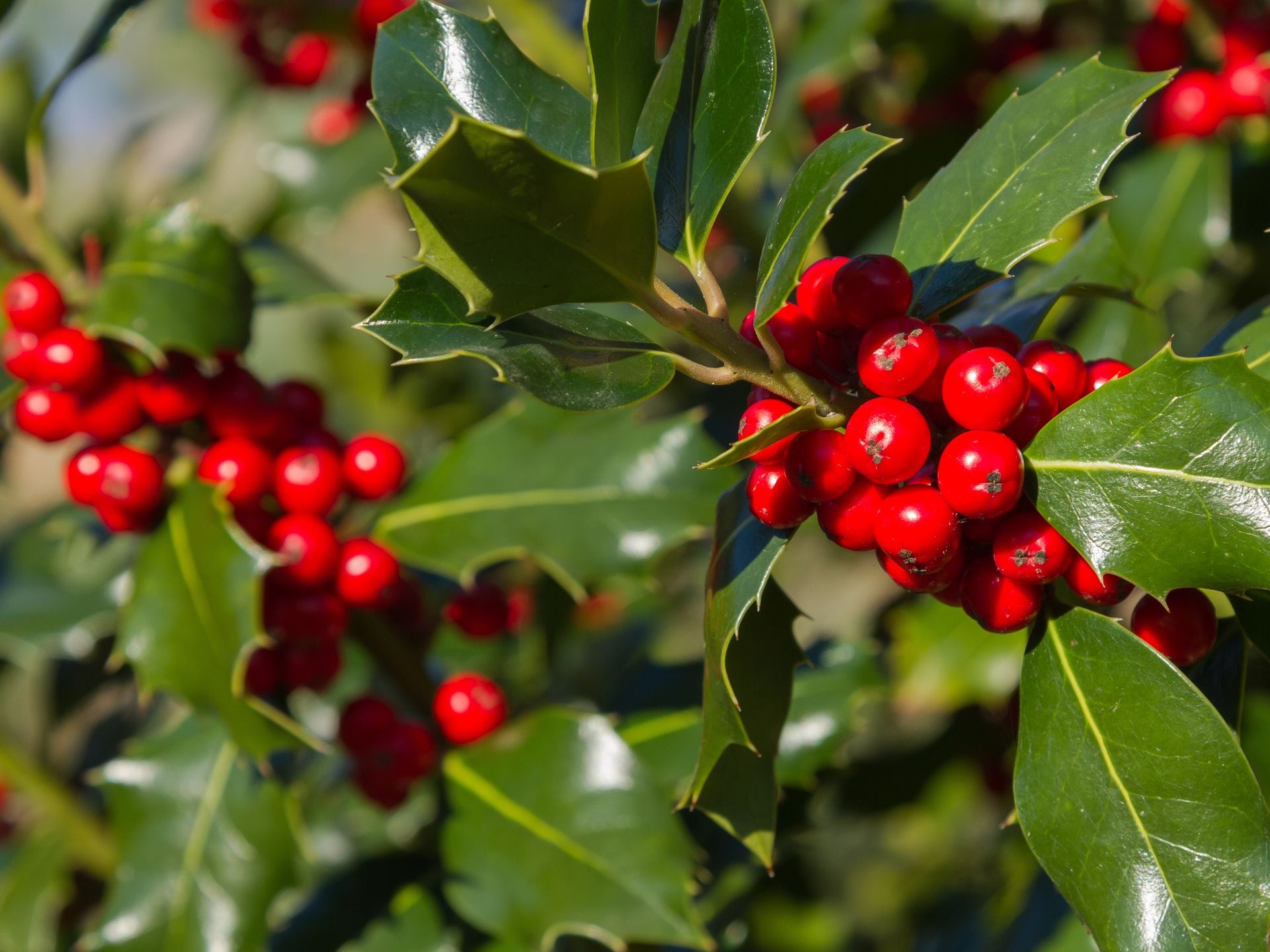 Identificar Bayas Rojas Silvestres Maqui, Murta Y Calafate: Las