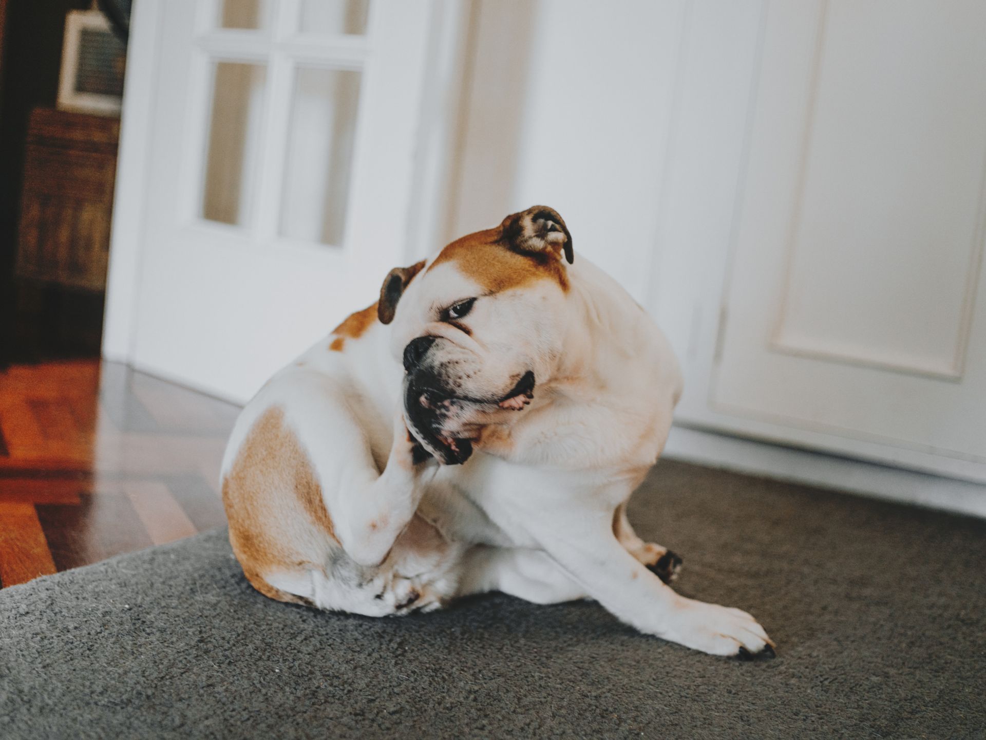 Cómo Tratar La Dermatitis De Contacto En Perros.