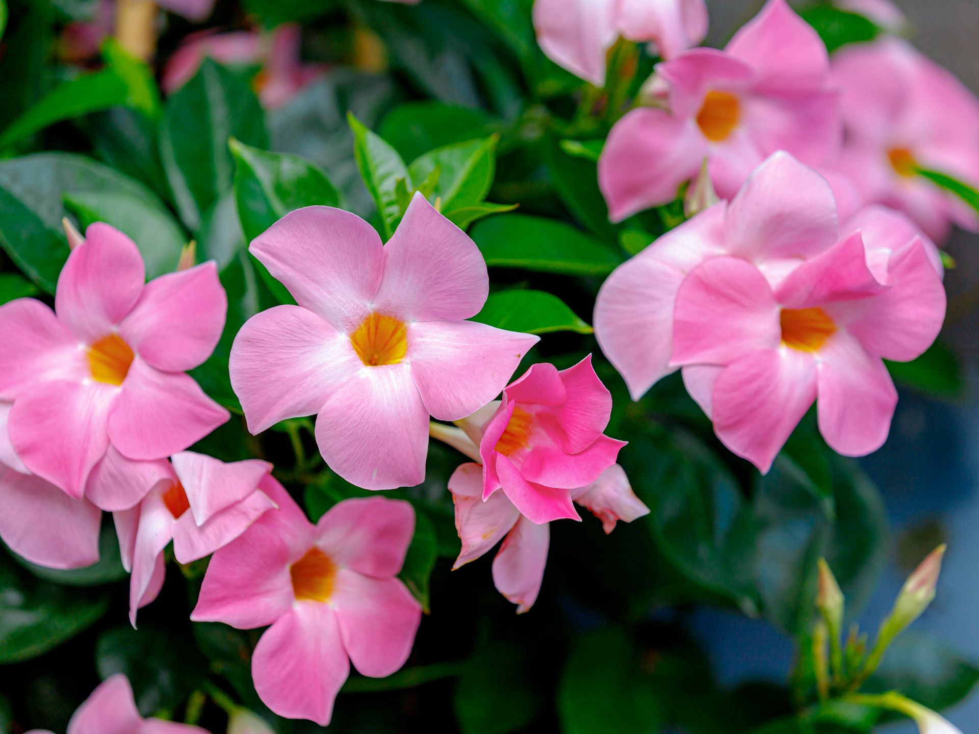 Tipos De Flores Violetas Trepadoras