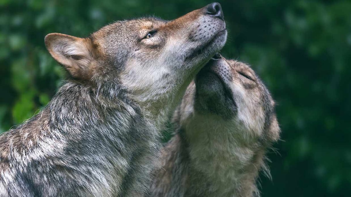 Fidelidad entre animales: razones para la monogamia innata