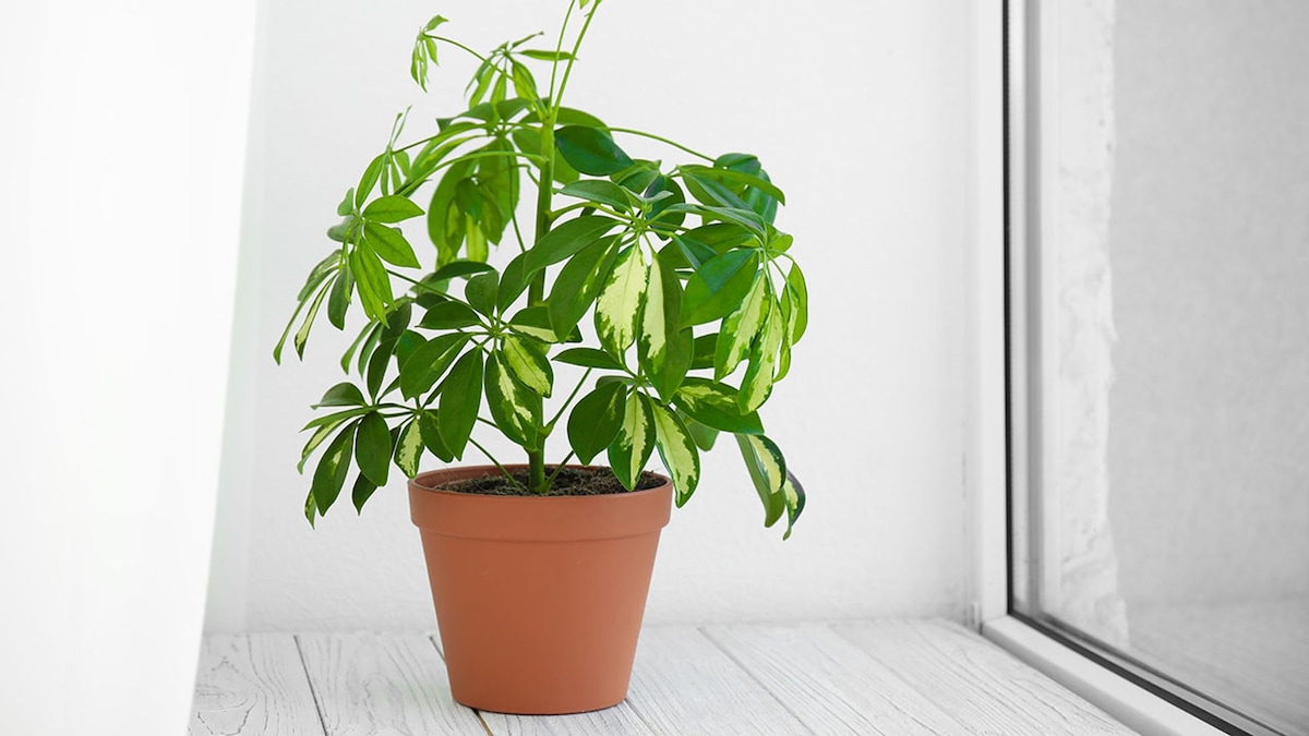 Así puedes cultivar la cheflera en casa y conseguir que esté espectacular