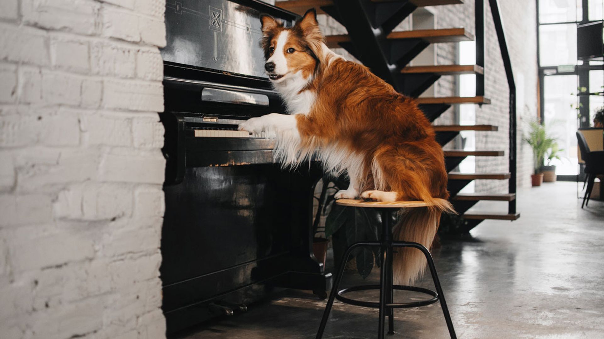 Estas son las razas de perro más inteligentes ¡sus capacidades sorprenden!