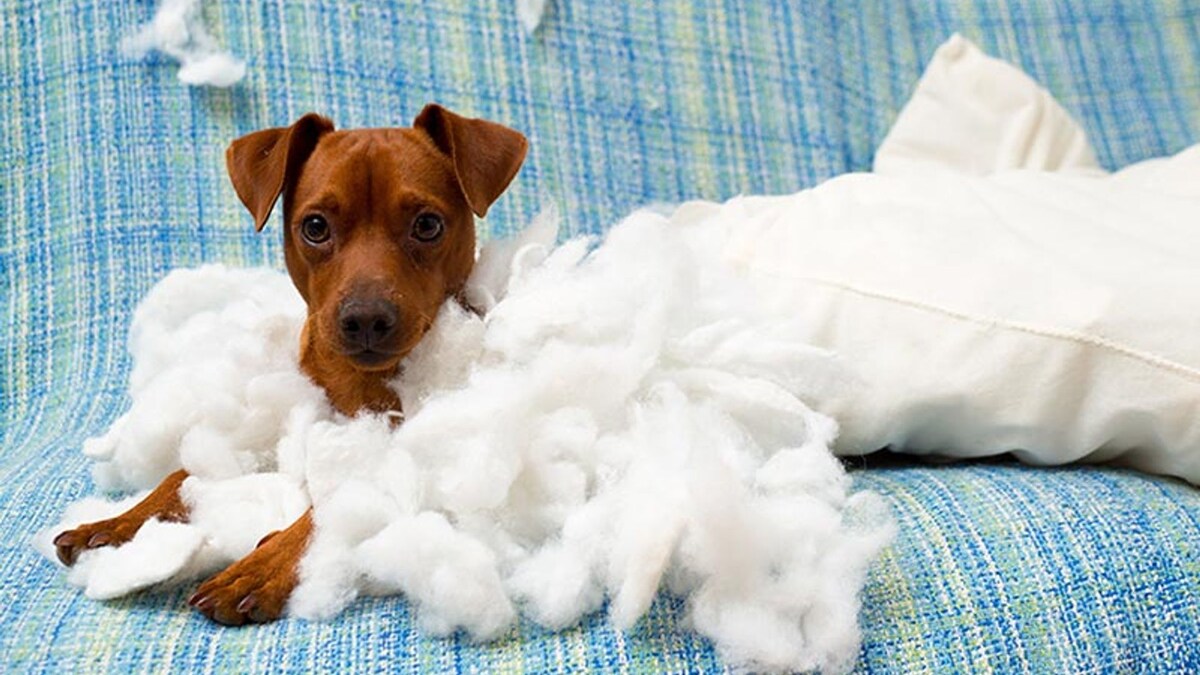 Ansiedad por separación en perros, cómo tratarla