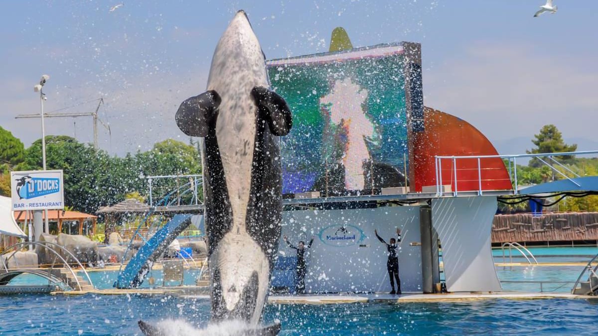 ¿Mató una orca a la entrenadora Jessica Radcliffe? La verdad tras la ...