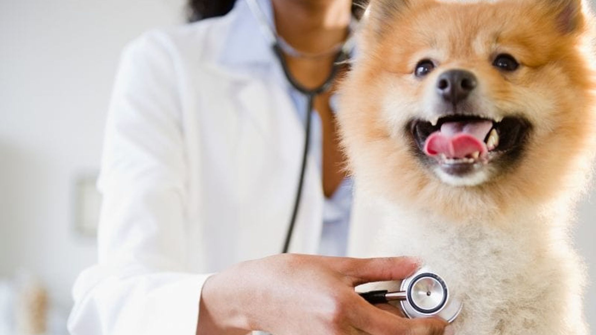 Coronavirus: perrito de paciente infectado da positivo al virus en Hong ...