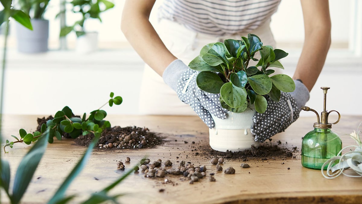 Métodos para reproducir tus plantas