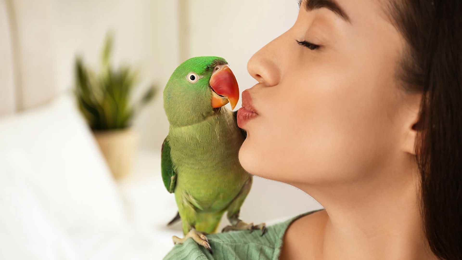 Trucos para enseñar a hablar a tu loro