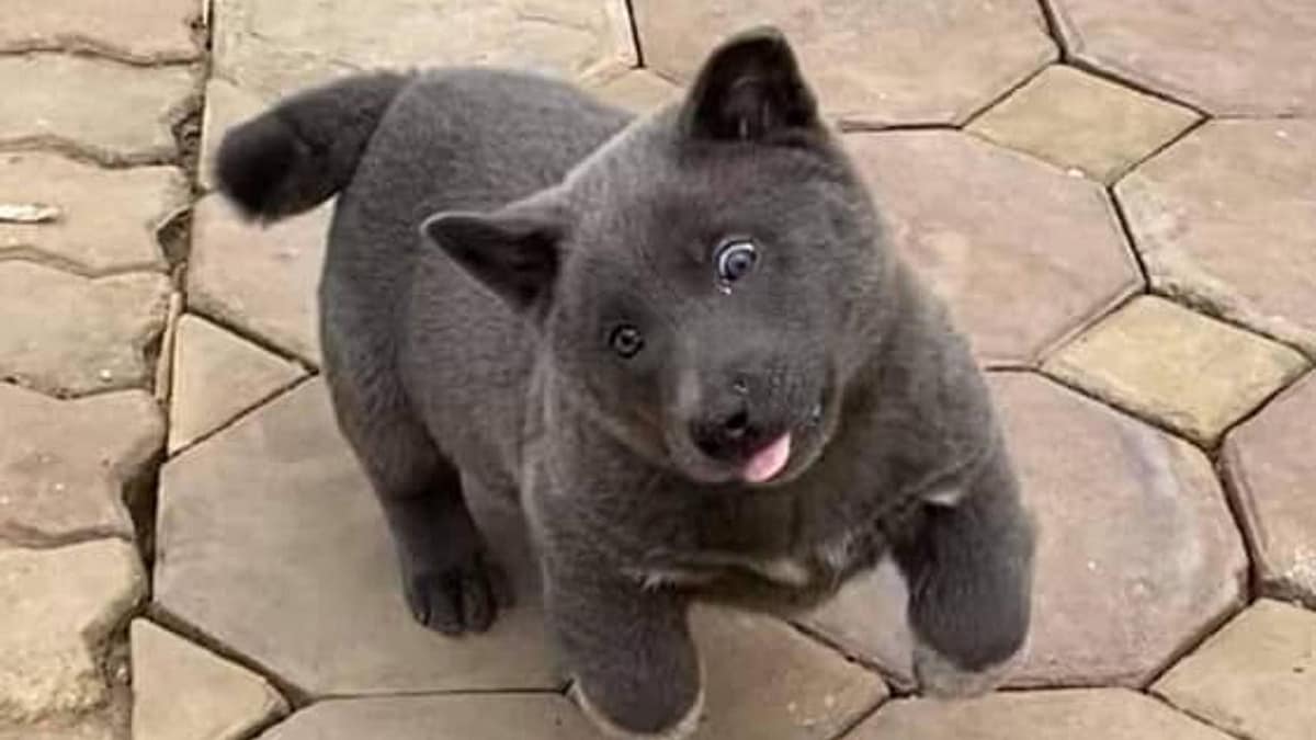 Dúi, la historia del perro-gato que conquista las redes