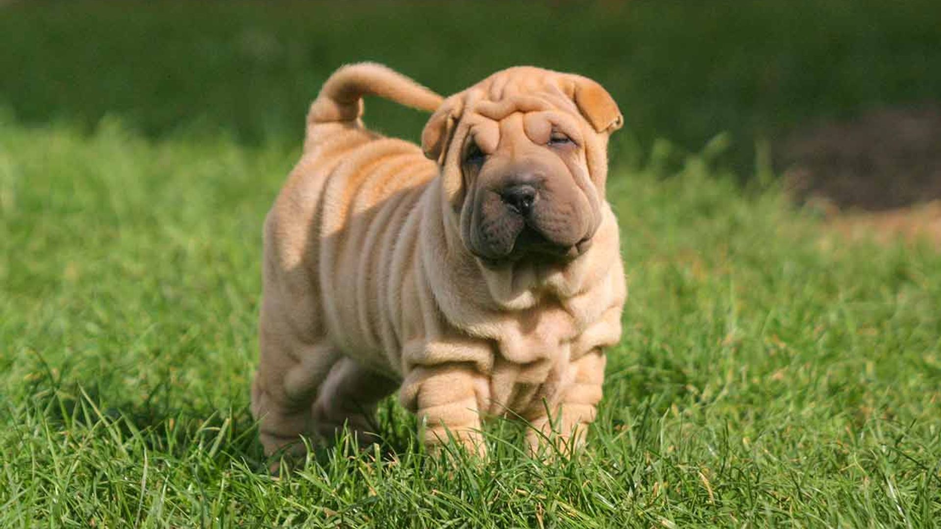 Las razas de perro que más olor corporal desprenden