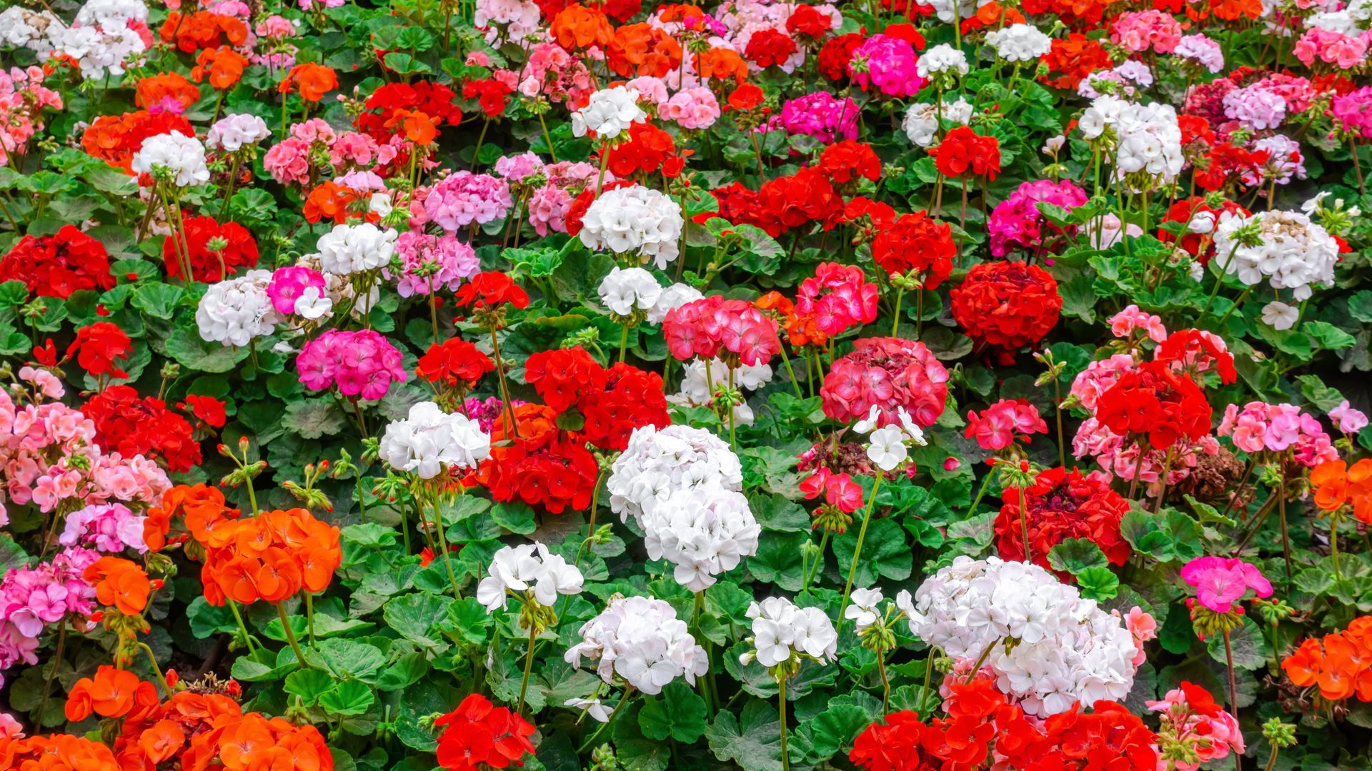 Cómo cuidar los geranios en invierno para que se llenen de flores en ...