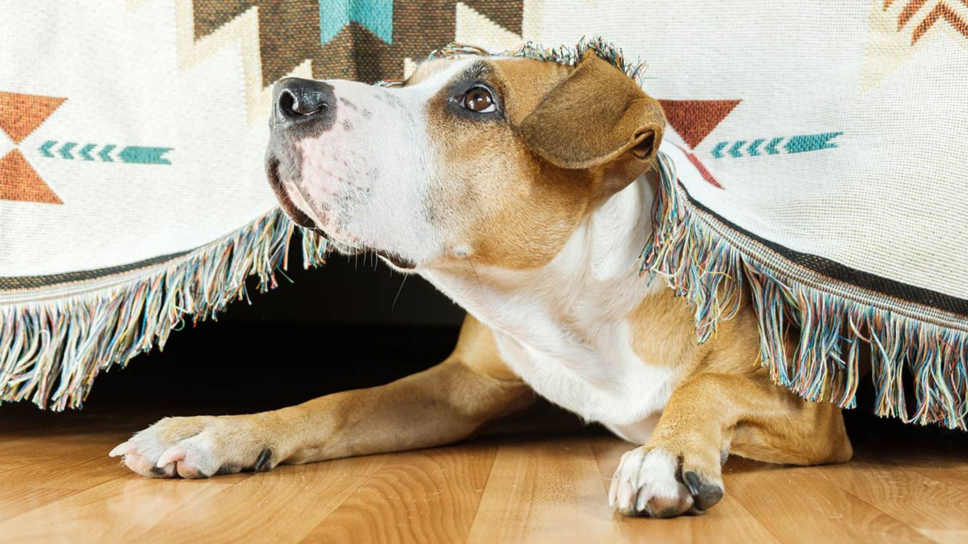 Cómo actuar para calmar a tu mascota ante la ansiedad provocada por ruidos