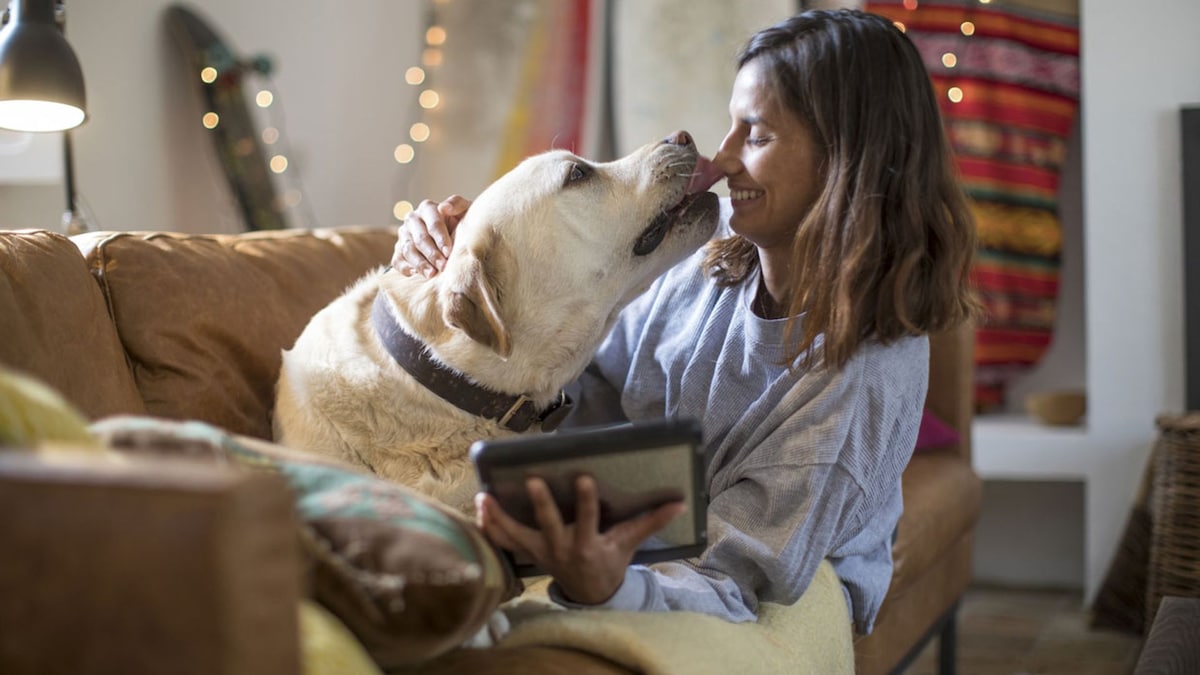 Los motivos por los que tu perro te lame tanto