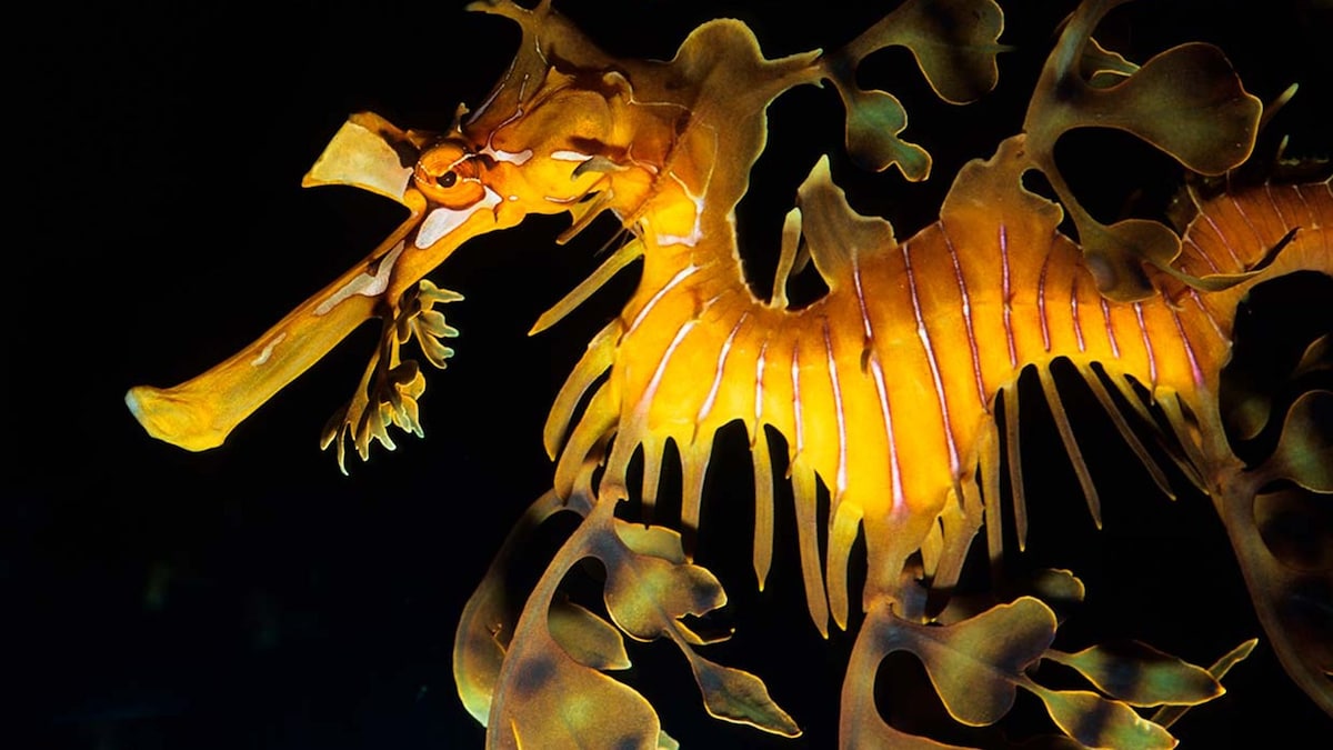 Estas son las especies de pez más raras y sorprendentes del fondo marino