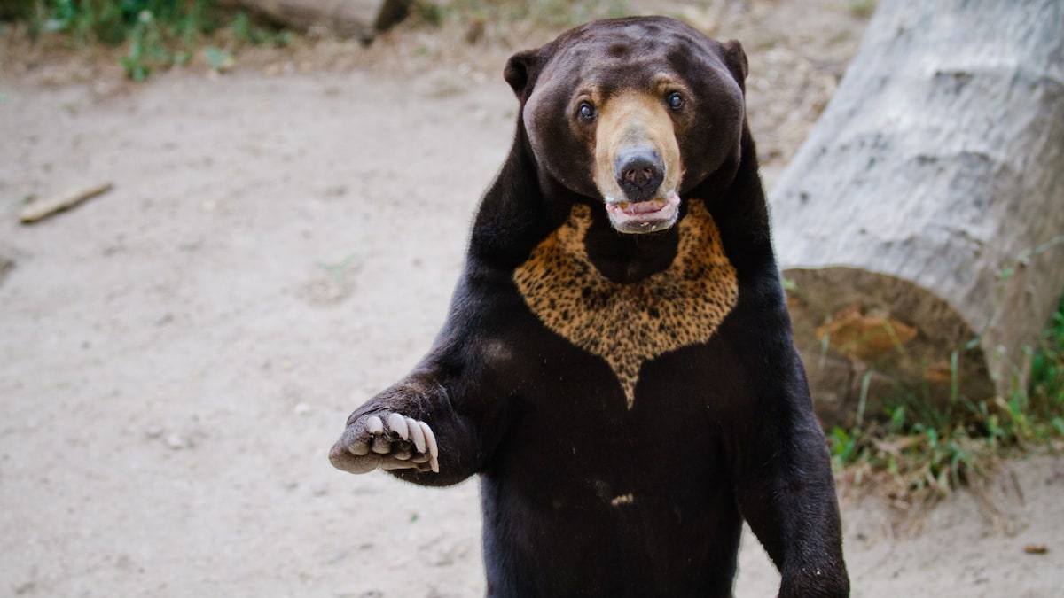 Oso Malayo o persona disfrazada: todas las teorías y explicaciones