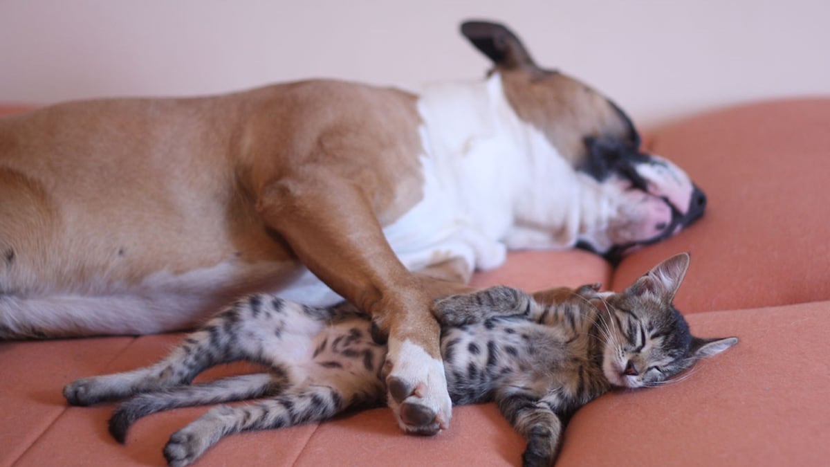 Productos y técnicas para ayudar a mascotas con ansiedad