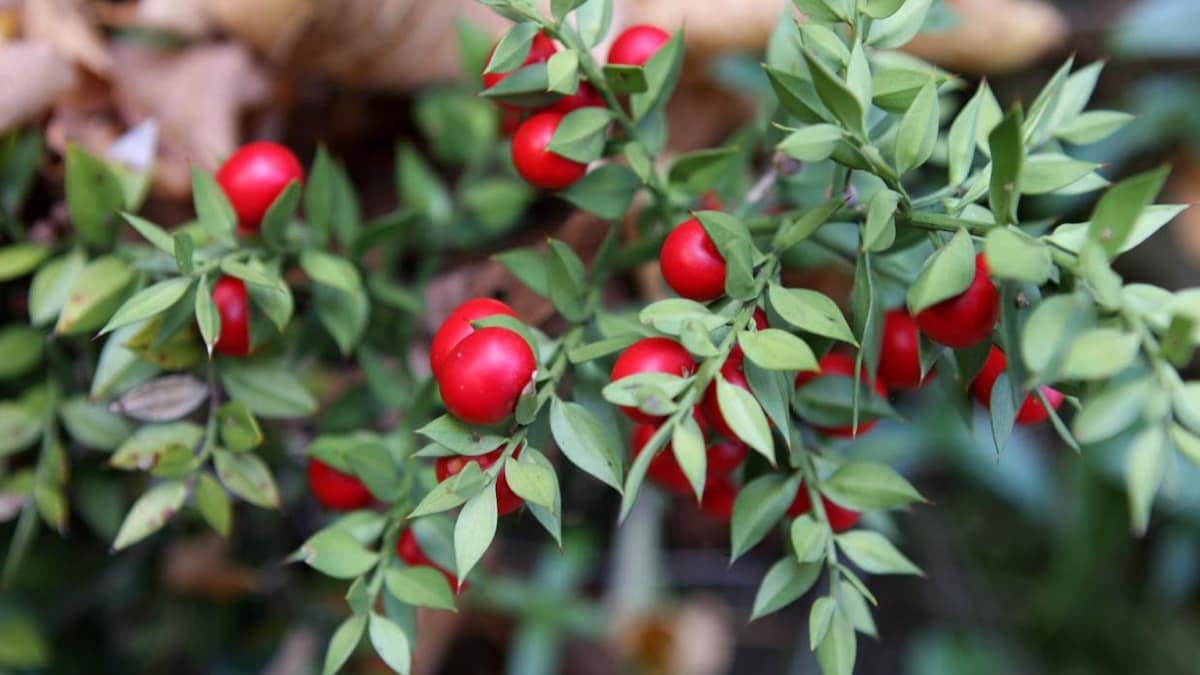 El rusco, una planta medicinal, que alivia la pesadez de piernas
