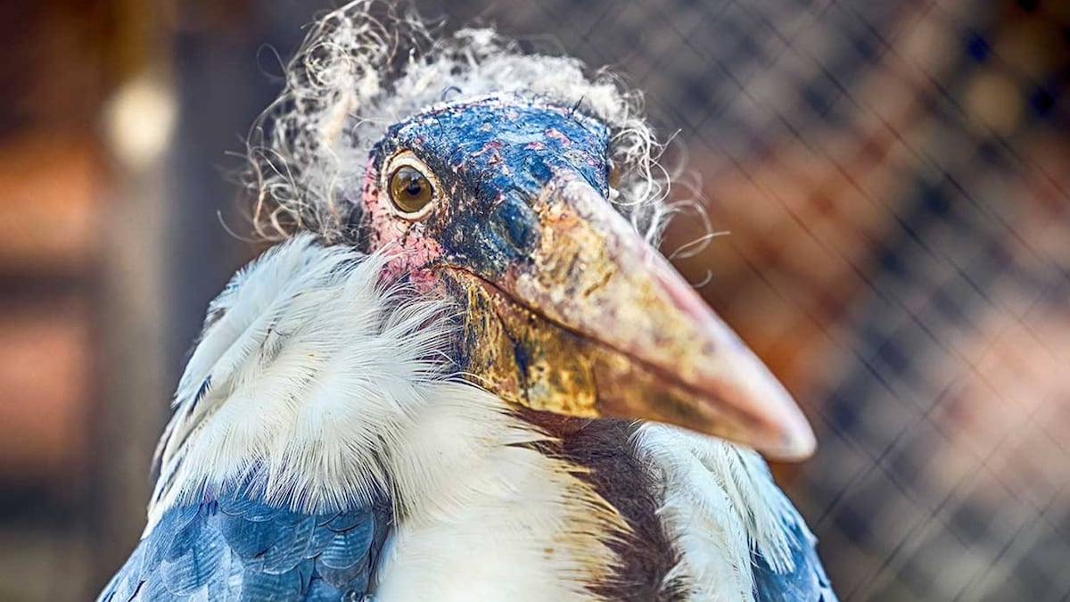 Estos son los animales más feos del mundo (su 'belleza' es singular)