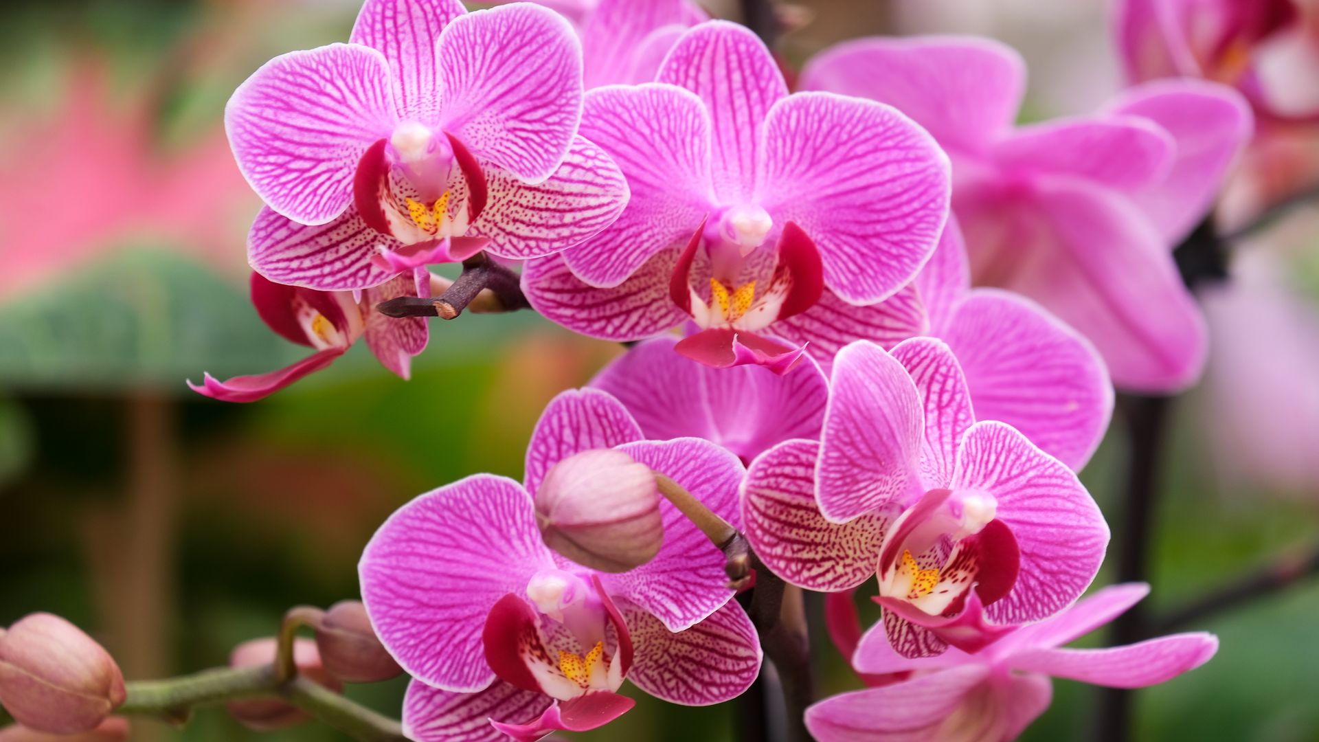 Flores Orquideas