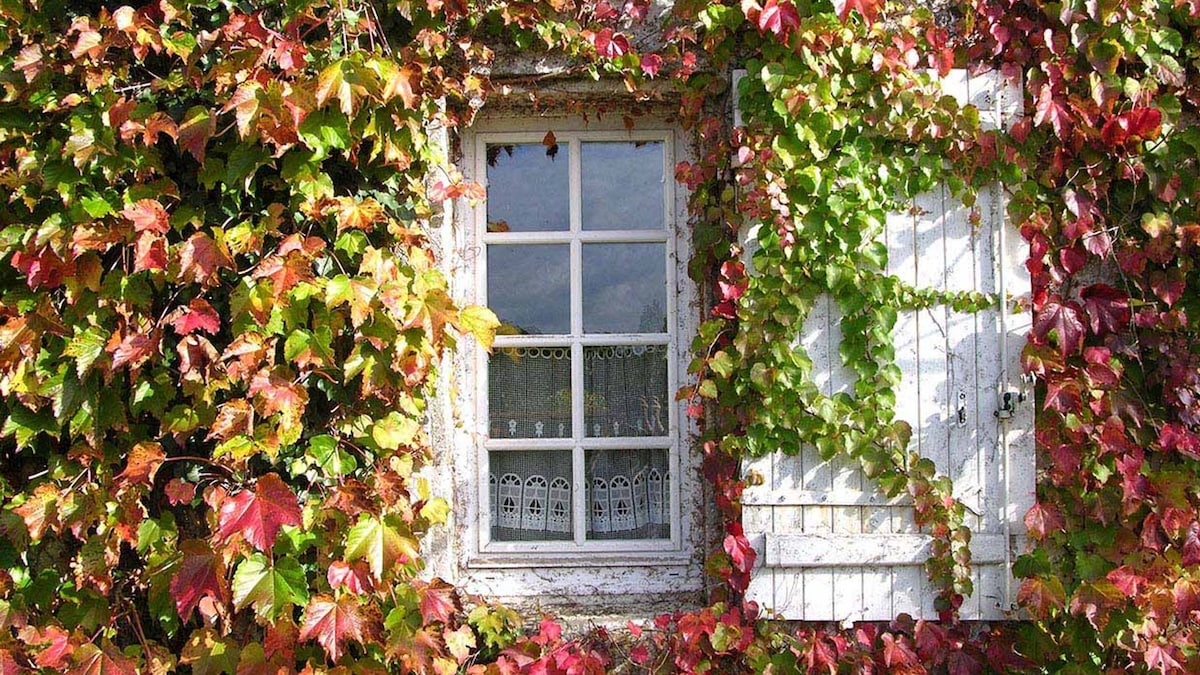 Estos son los cuidados para cultivar la parra virgen en tu jardín