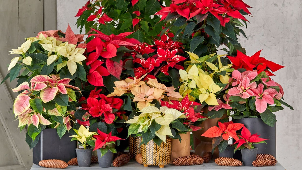 Flor de Pascua: las variedades más originales y bonitas para decorar tu ...