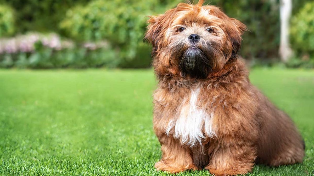 Estas son las razas de perro más traviesas