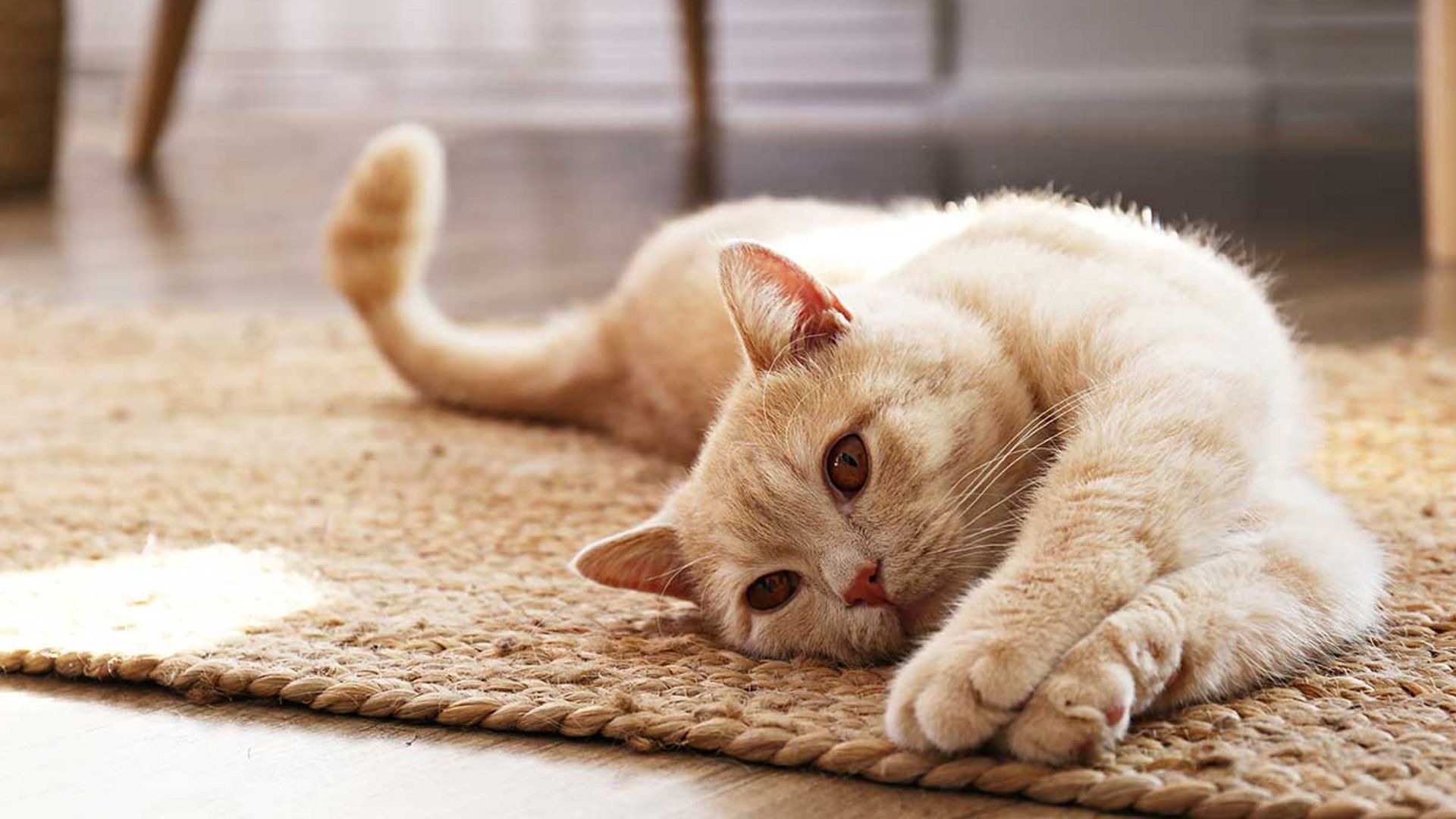 Las posturas de tu gato que delatan felicidad, estrés o miedo