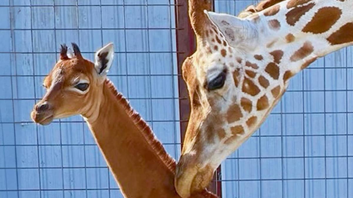 La insólita imagen de una bebé jirafa única en el mundo