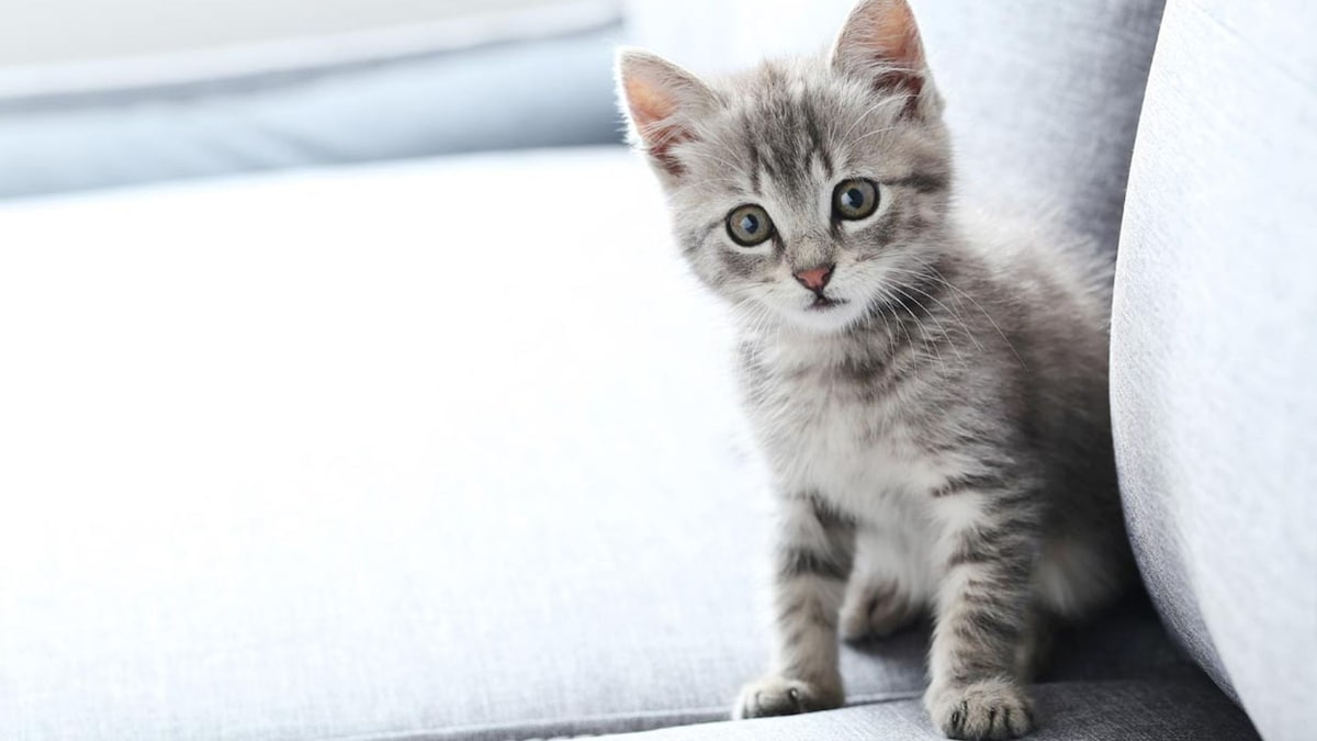 Todo lo que debes saber si nunca has tenido un gato