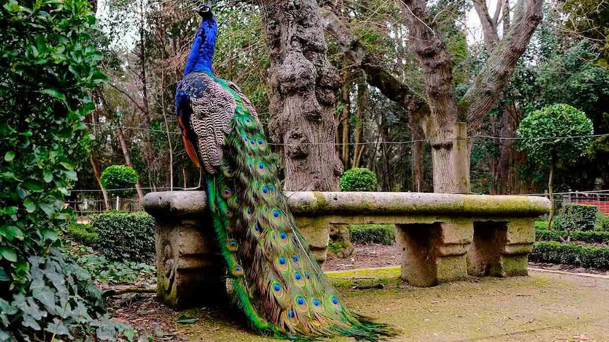 10 curiosidades sobre el pavo real