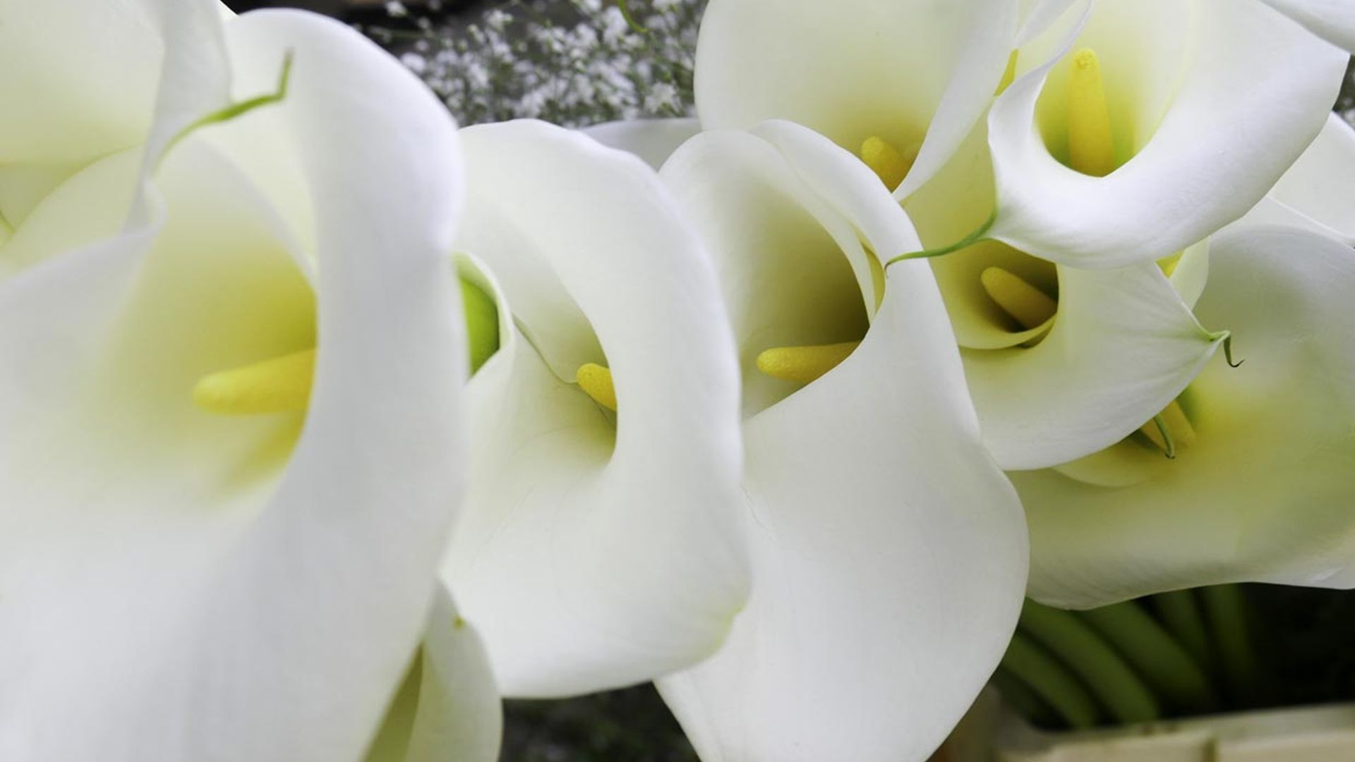 Cómo cultivar la cala en el jardín o en maceta