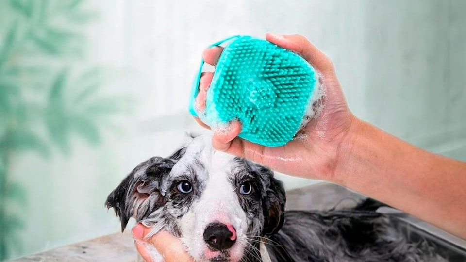 ¿Estás bañando correctamente a tu mascota? Con este cepillo lo harás ...