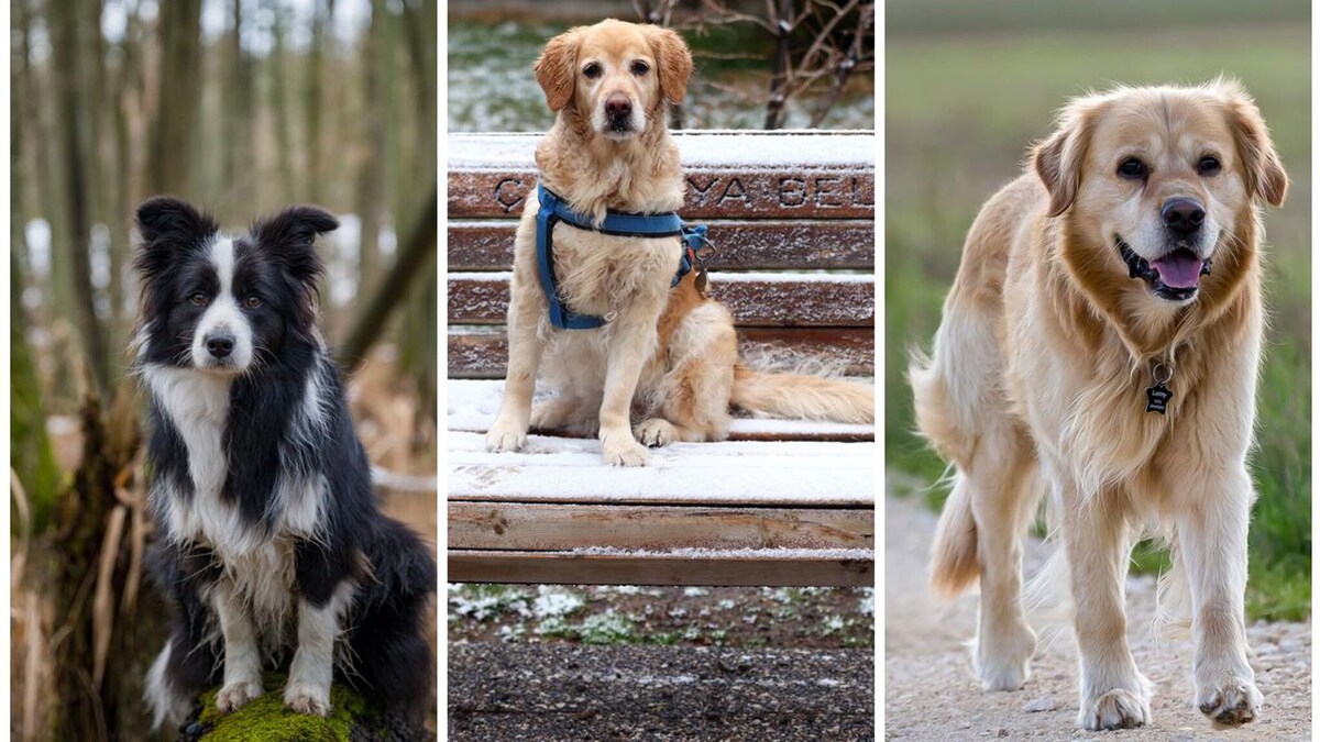 Señales que demuestran la confianza de tu perro | ¡HOLA!