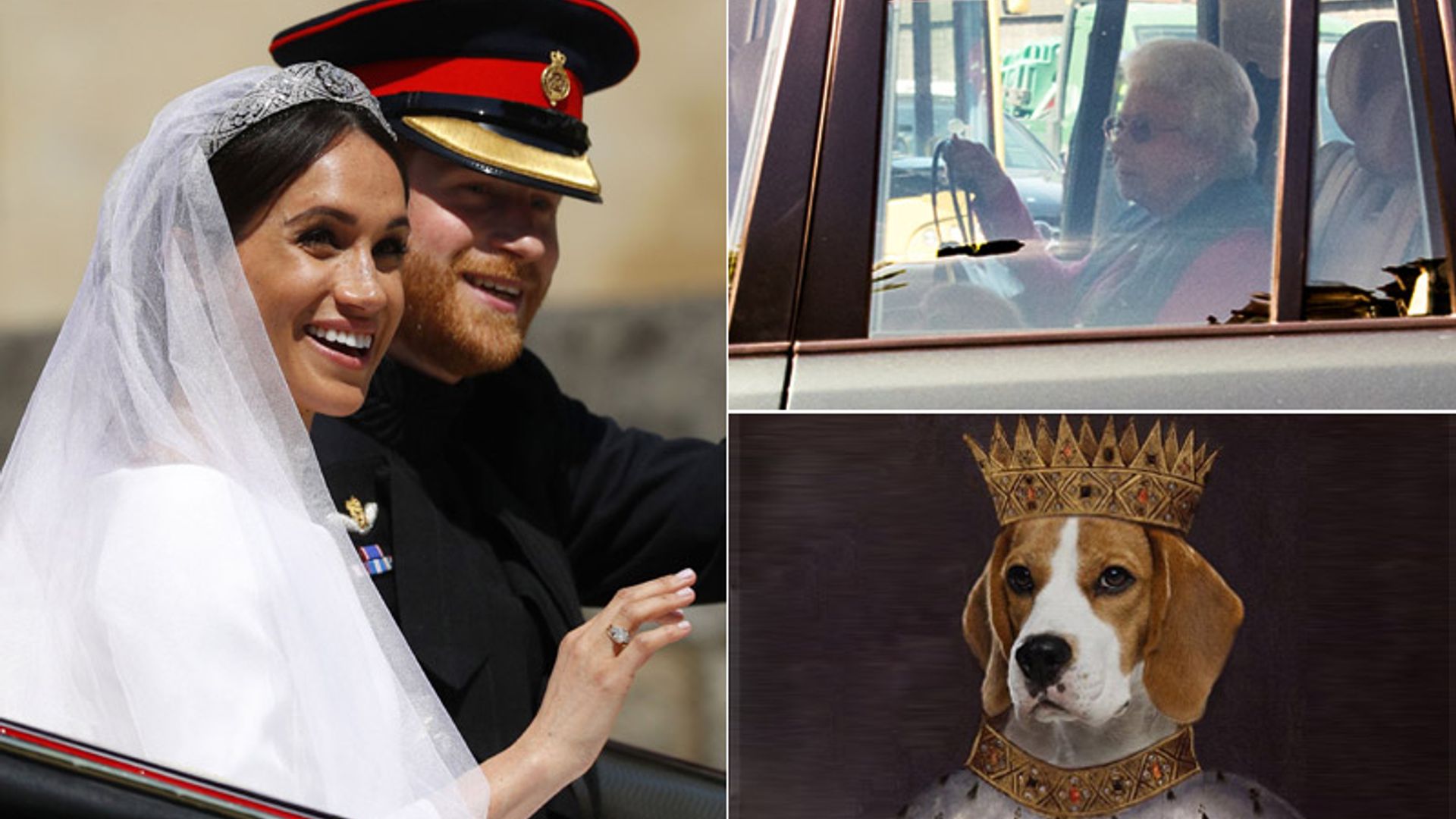 De perro de refugio a alteza canina, la mascota de Meghan vive su ...