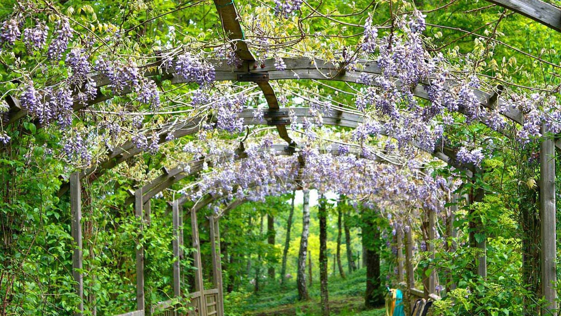 Guía para acertar con las enredaderas y trepadoras para el jardín