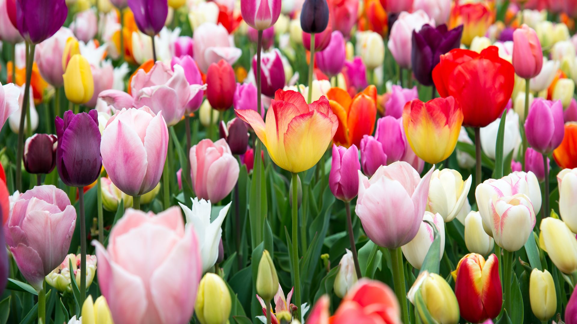 Bulbos Que Florecen A Principios De Primavera