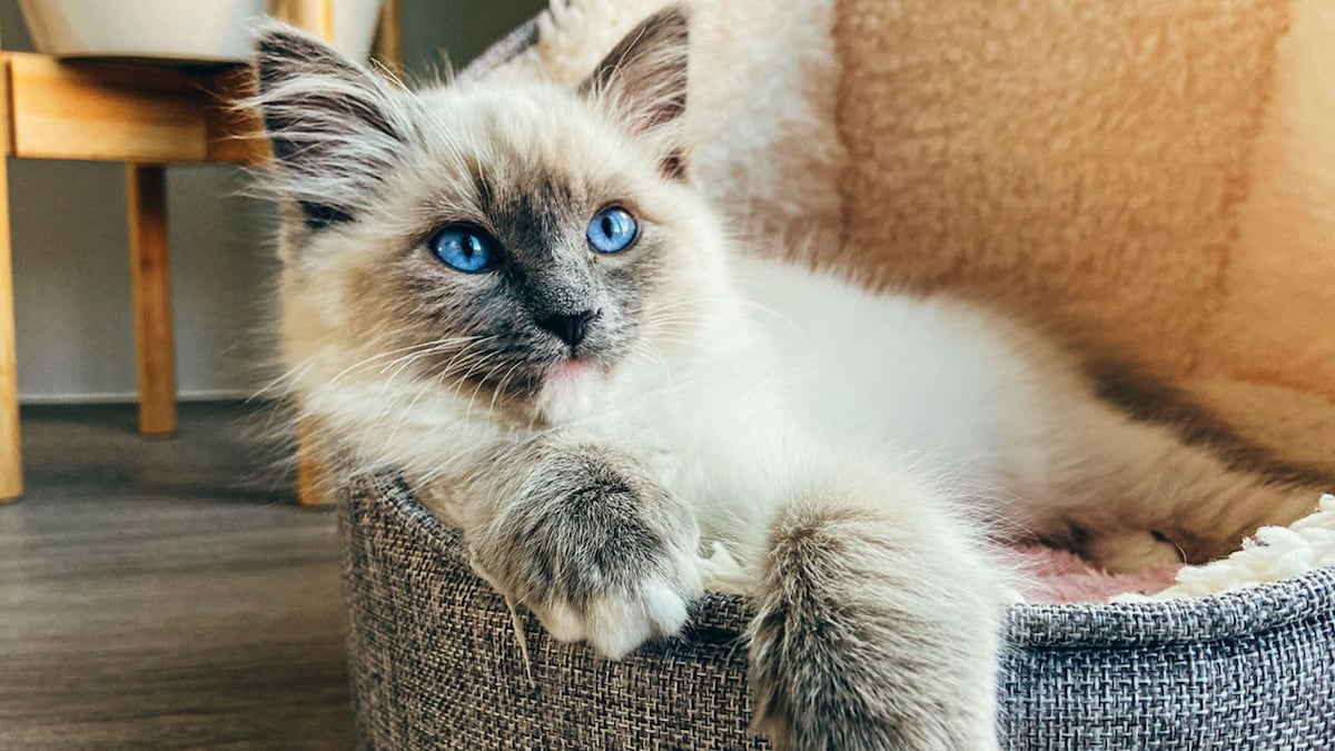 Ailurofobia: así se manifiesta el miedo a los gatos