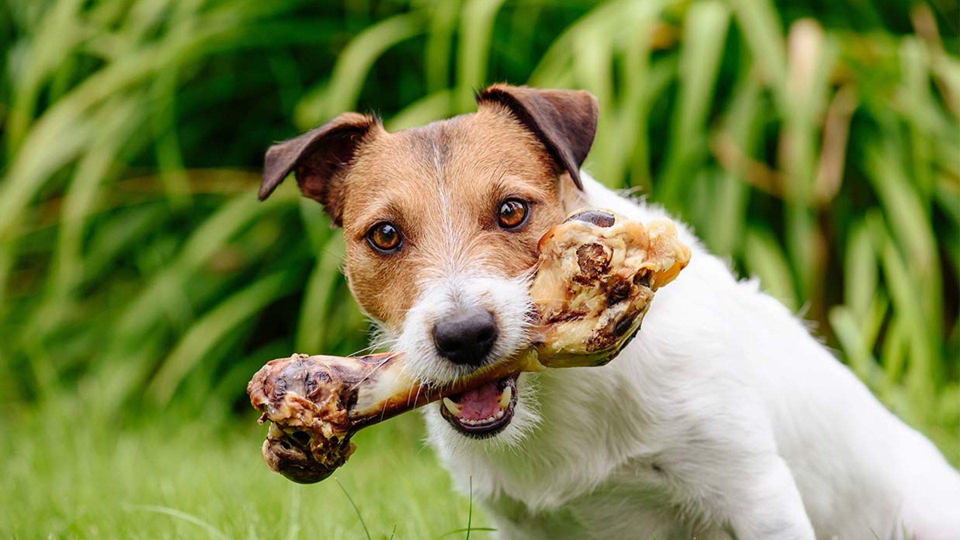 Los riesgos de alimentar a tu perro con huesos