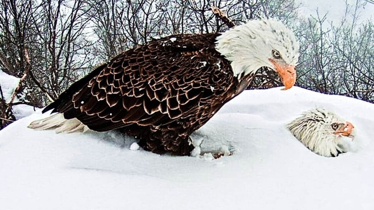 Entre la nieve, así son las imágenes más invernales del reino animal