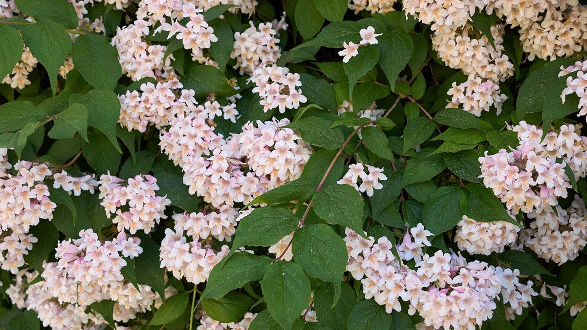Descubre cómo cultivar la abelia, un arbusto perfecto para el jardín