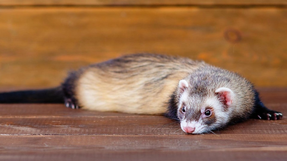 Adoptar un hurón: estas son las posibles condiciones que deberás cumplir