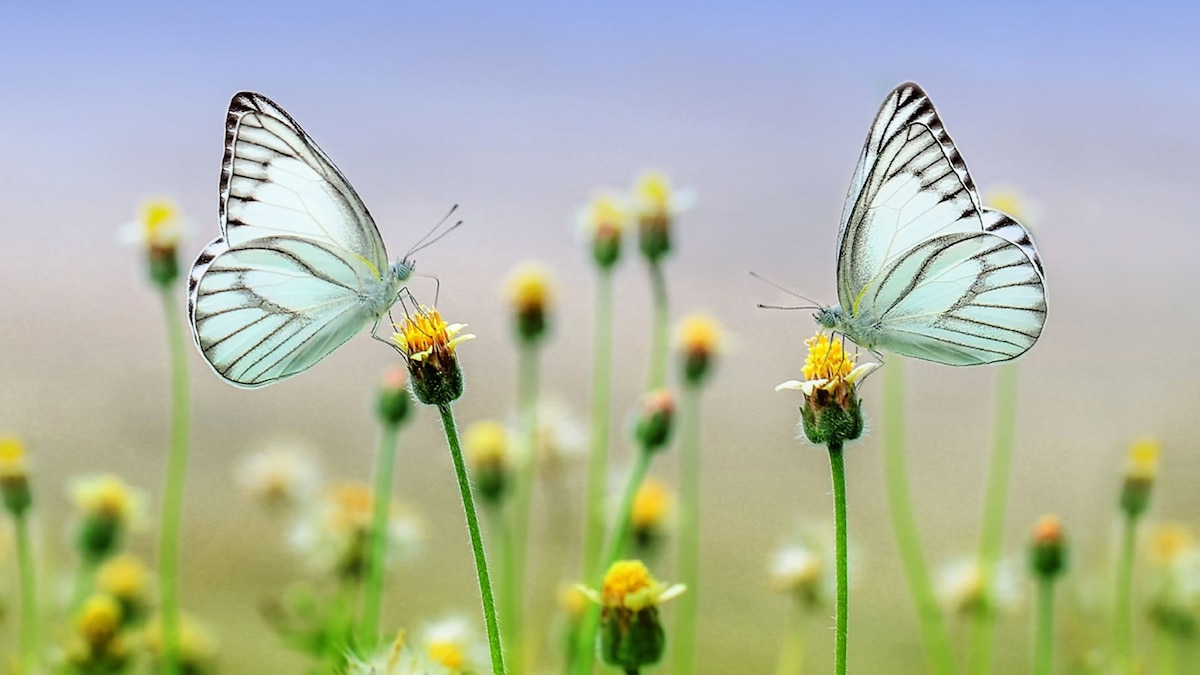 Plantas con flores para atraer a las mariposas a tu jardín