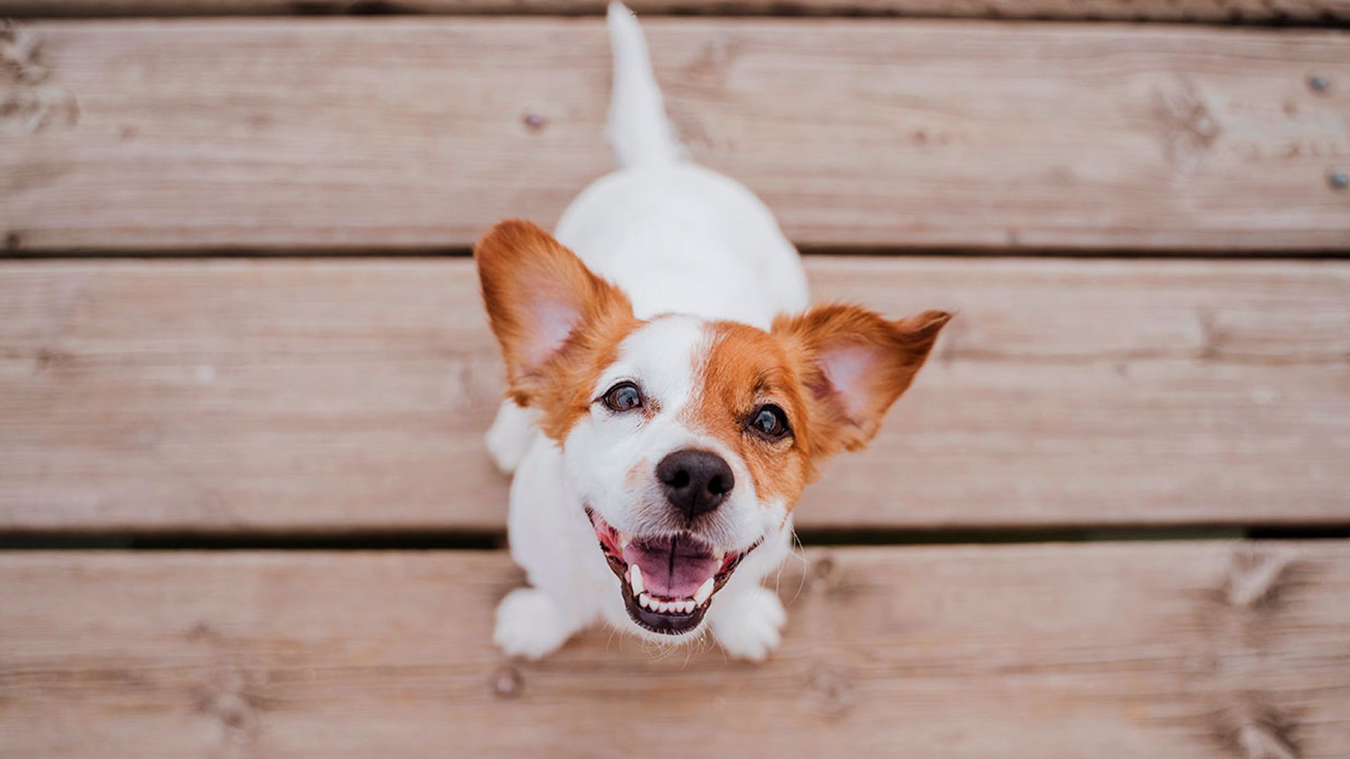 Curiosidades que probablemente no sabías sobre tu perro