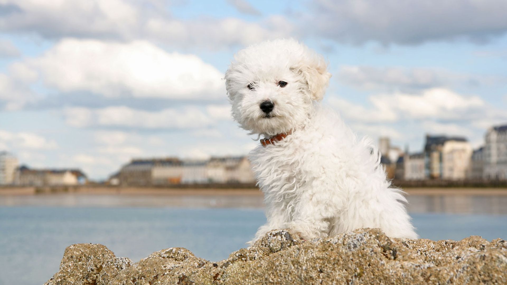 El bichón frisé, un pequeño amor 'todoterreno', inteligente y juguetón