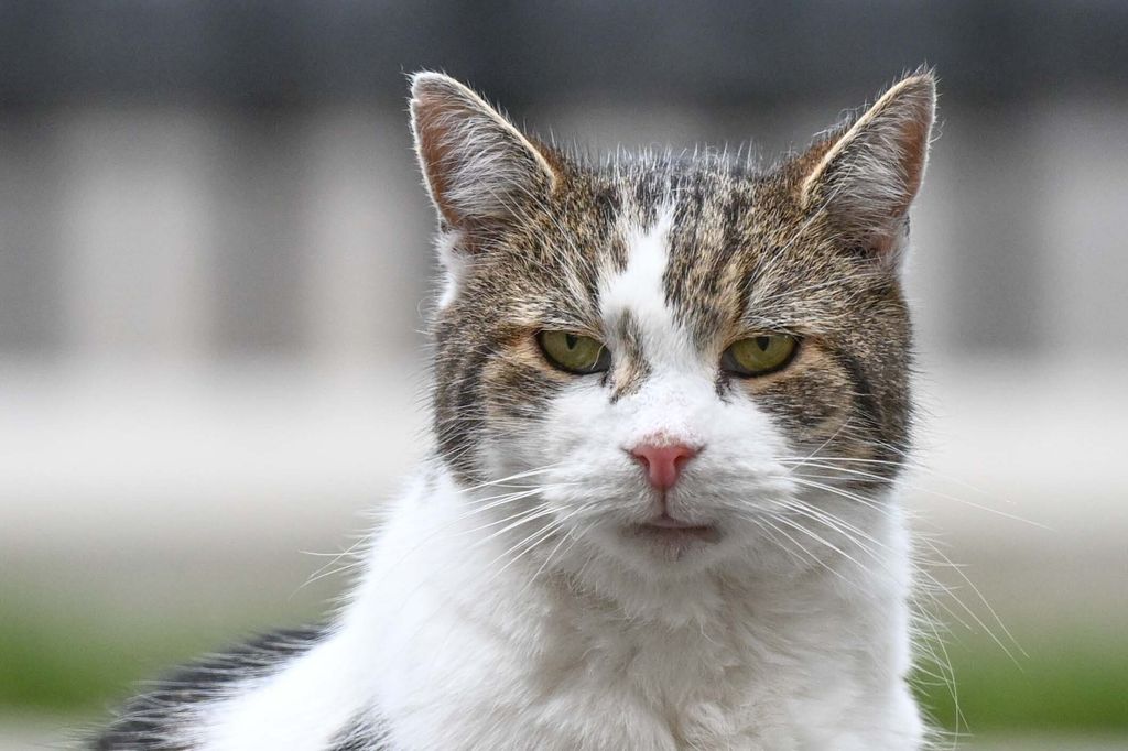 El gato Larry celebra 15 años en Downing Street: 15 imágenes que ...