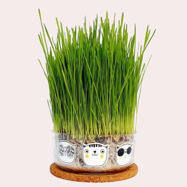 Estos son los mejores germinadores de semillas para cultivar tus ...
