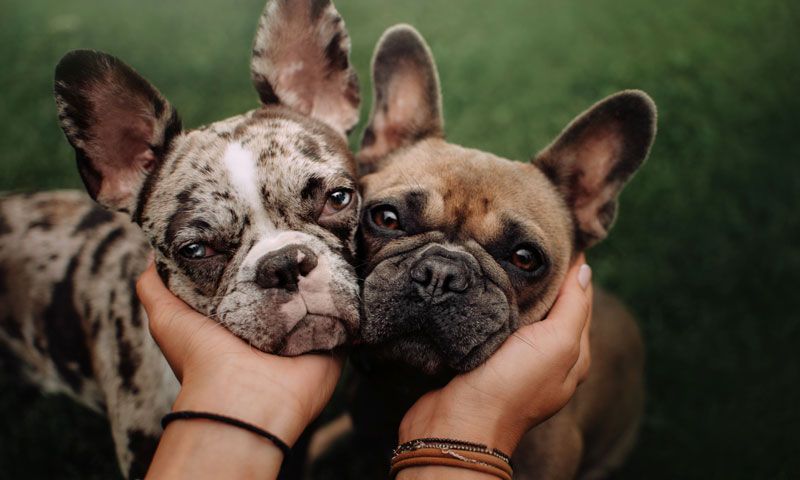Razas de perro | El bulldog francés o frenchie: características ...
