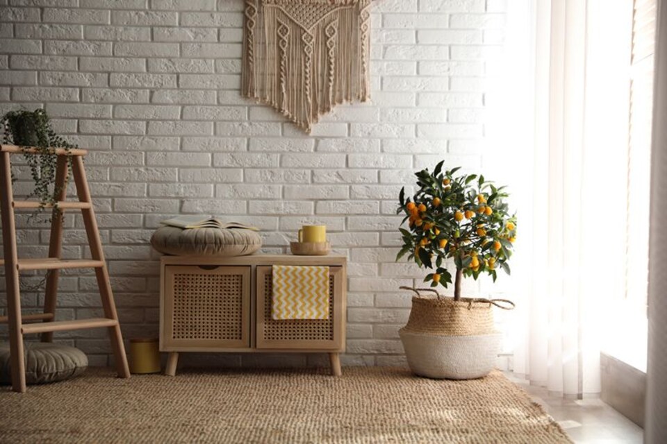 Cuidados del naranjo chino o kumquat para mantenerlo perfecto