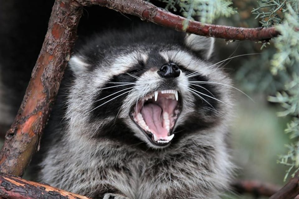 Estas son las curiosidades más llamativas de los mapaches